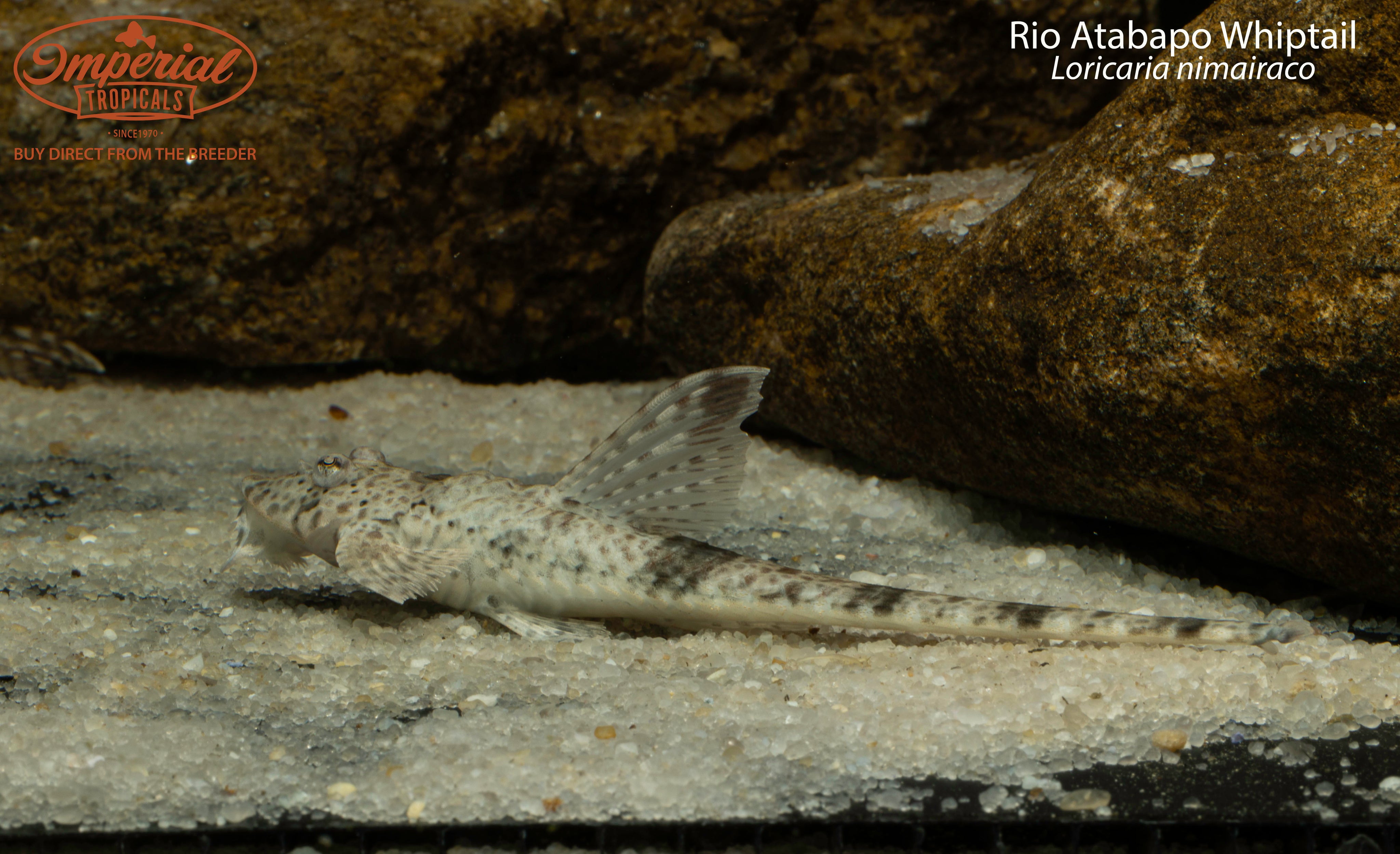 Rio Atabapo Whiptail – Imperial Tropicals