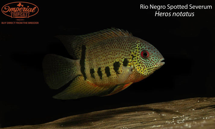 Rio Negro Spotted Severum – Imperial Tropicals