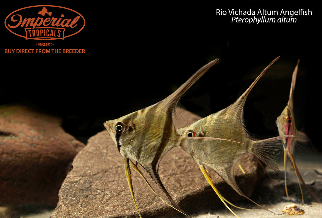 Rio Vichada Altum Angelfish – Imperial Tropicals