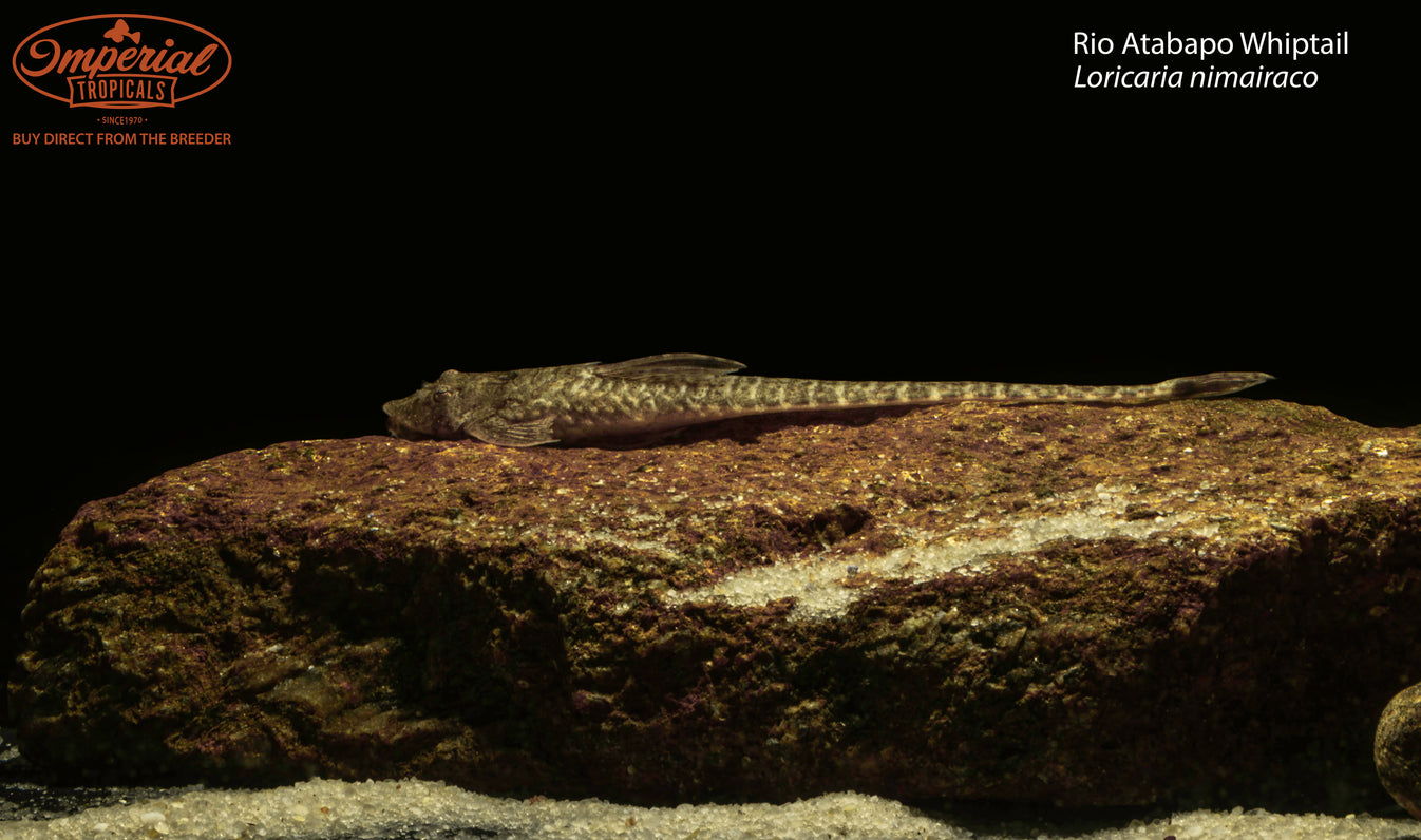 Rio Atabapo Whiptail – Imperial Tropicals