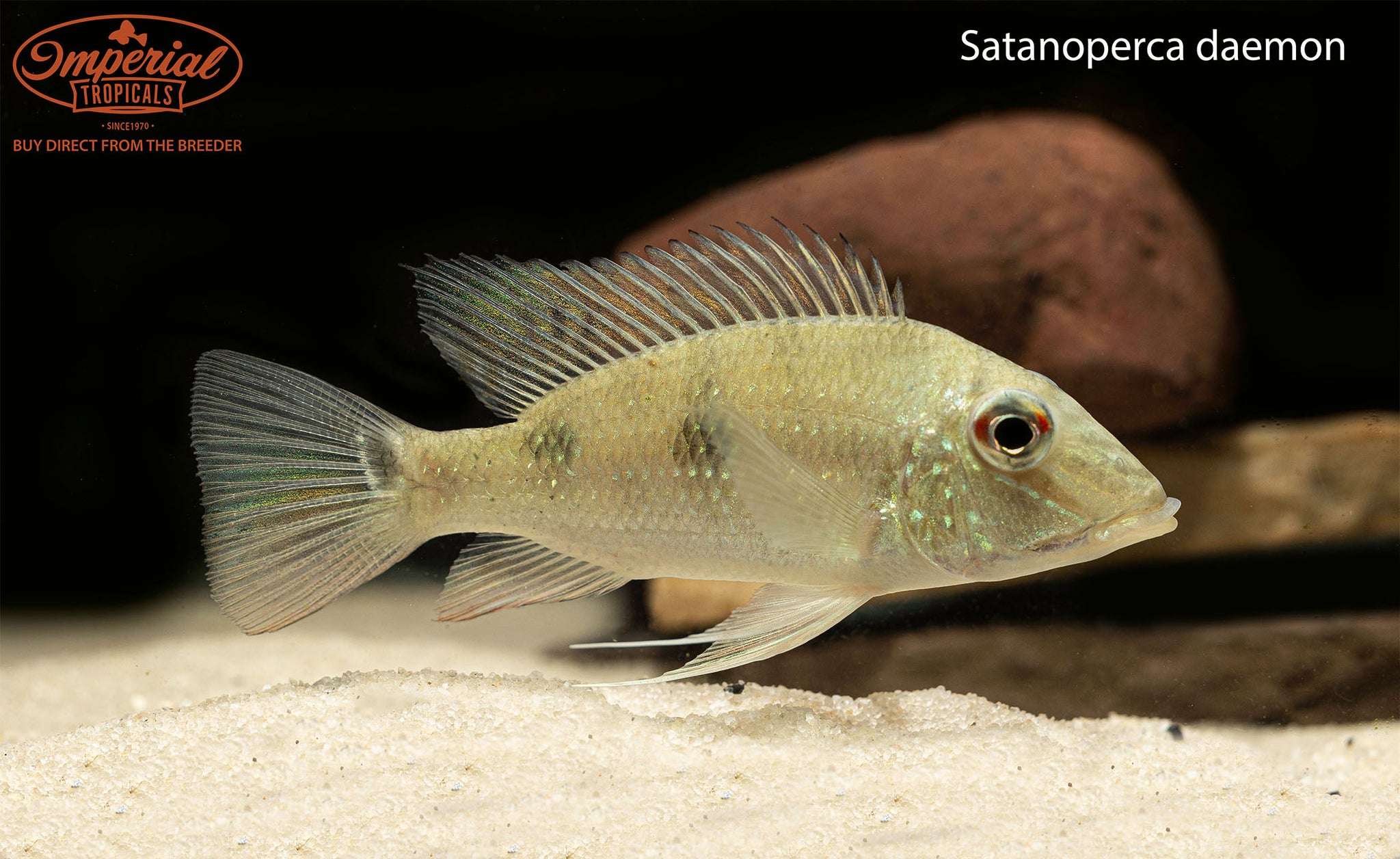 Satanoperca daemon - shop Imperial Tropicals