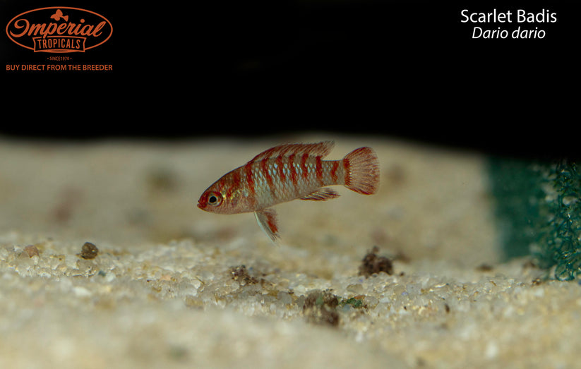 Scarlet Badis – Imperial Tropicals