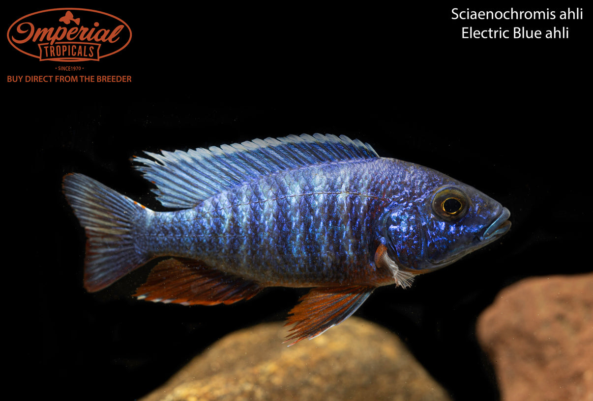 Electric Blue Fryeri "German Strain" (Sciaenochromis fryeri) - shop ...