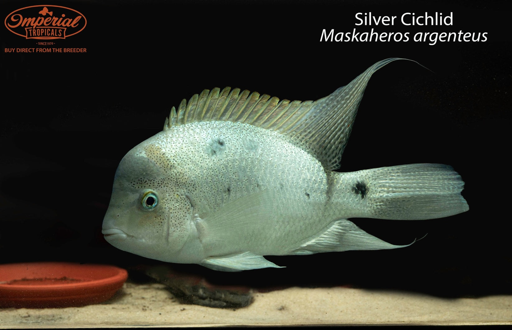 Silver Cichlid (Maskaheros argenteus) - shop Imperial Tropicals