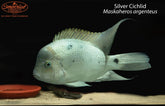 Central American Cichlids – Page 2 – Imperial Tropicals
