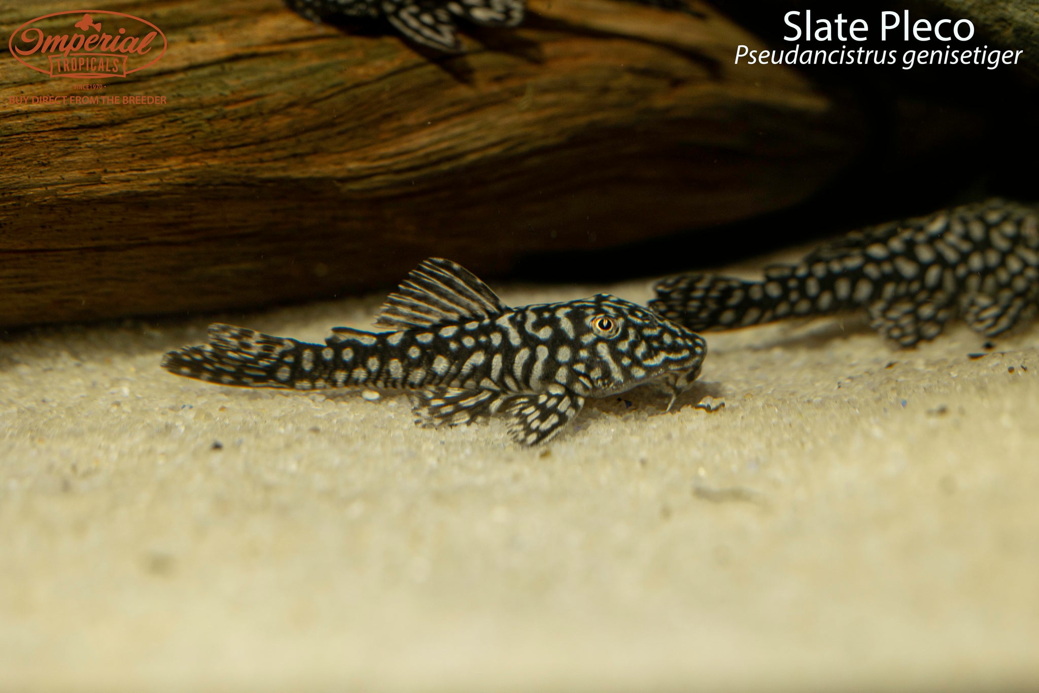 Slate Pleco – Imperial Tropicals