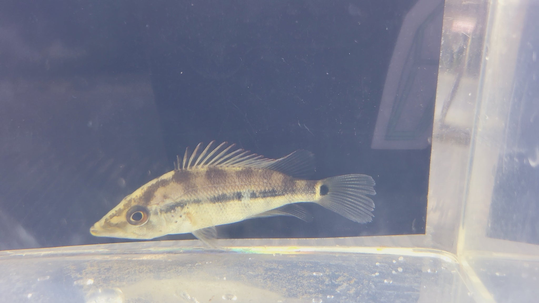 Sieve Cichlid (Chiapaheros grammodes) - shop Imperial Tropicals