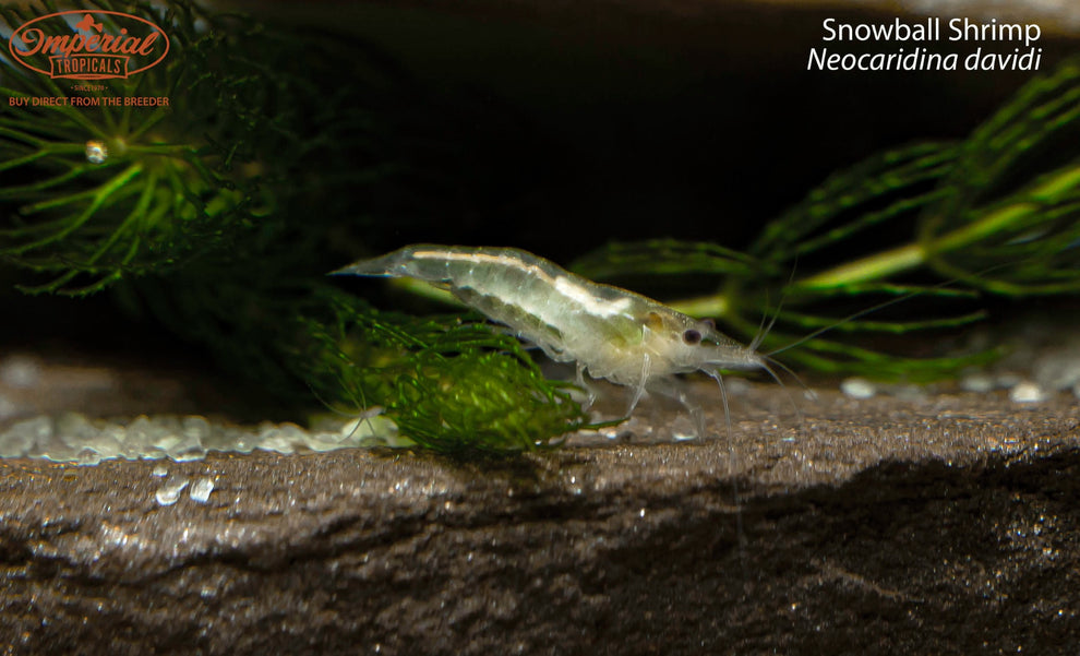 Snowball Shrimp (Neocaridina davidi) - shop Imperial Tropicals