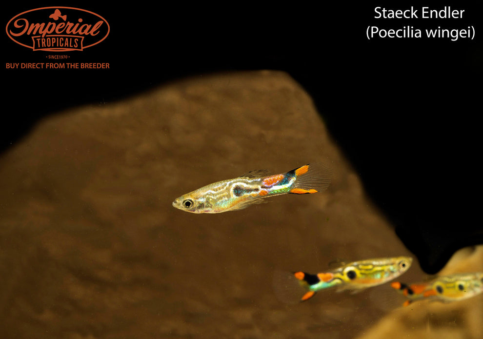 Red Tiger Endler's Livebearer (Poecilia sp.) - shop Imperial Tropicals