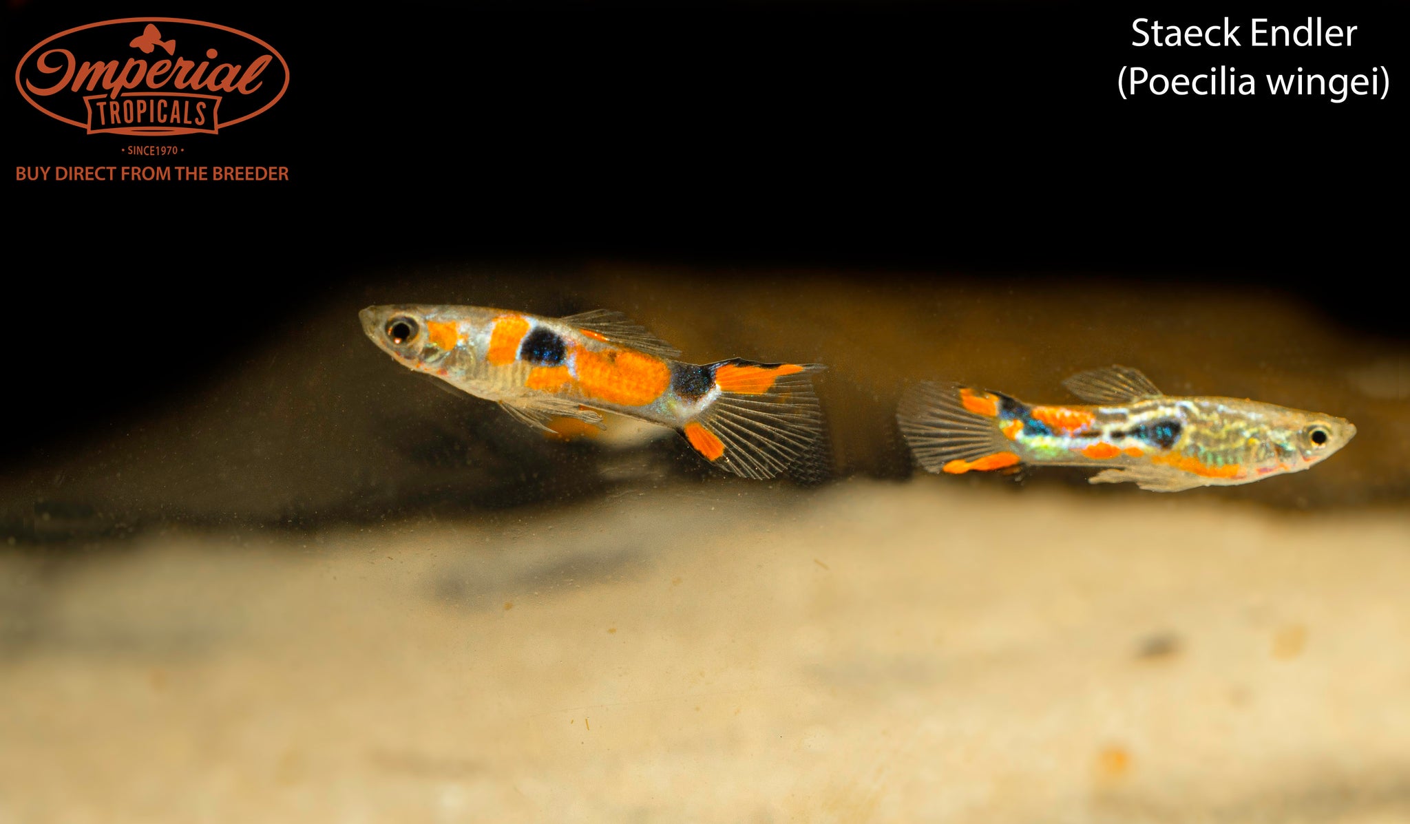 Red Tiger Endler's Livebearer (Poecilia sp.) - shop Imperial Tropicals