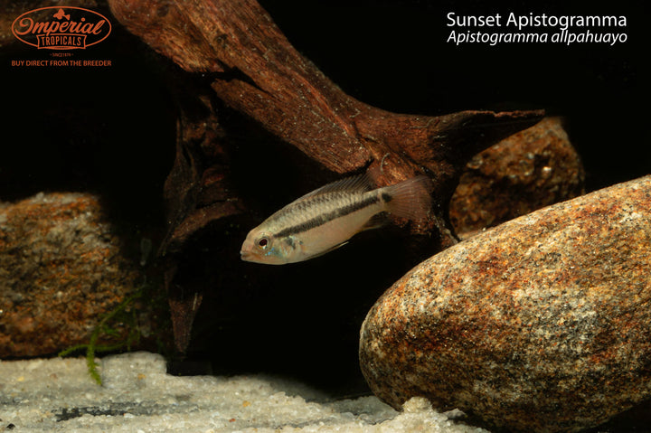 American cichlids – Page 3 – Imperial Tropicals