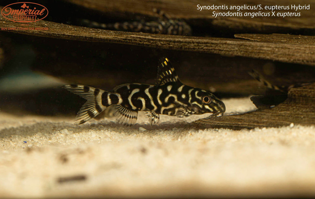 Synodontis – Imperial Tropicals