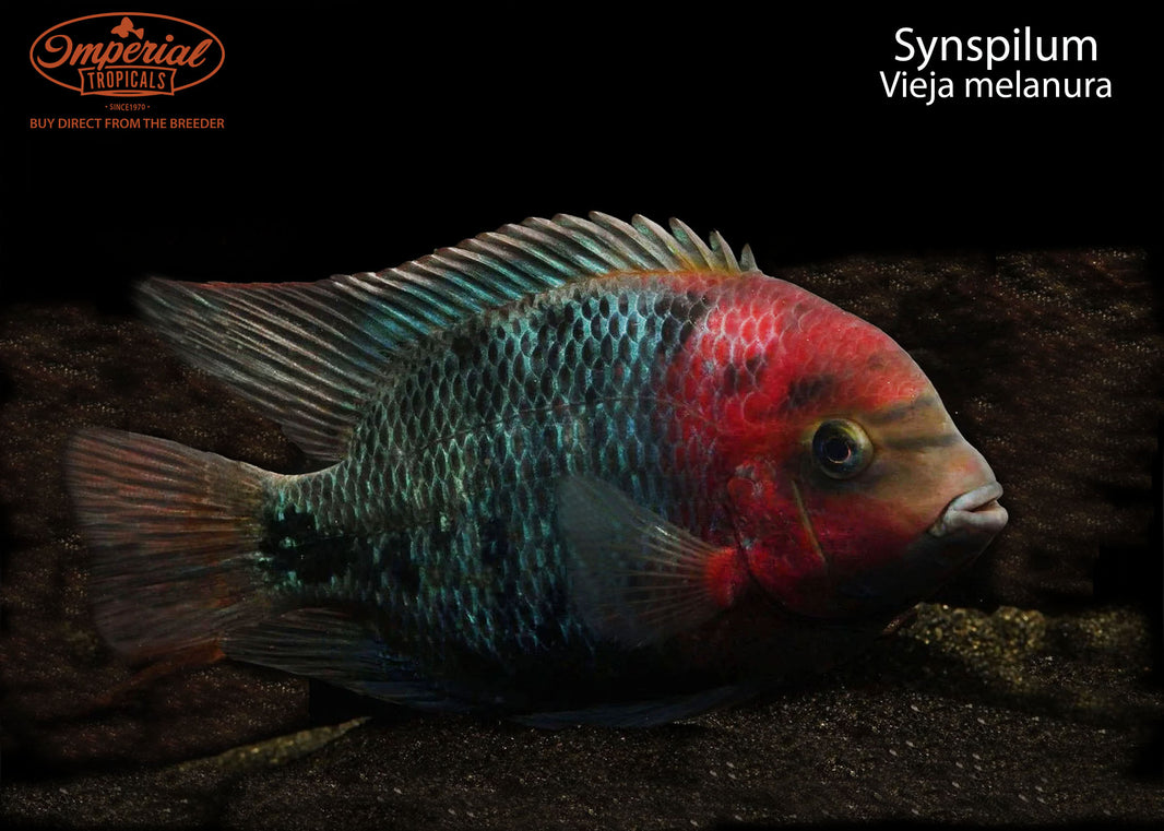 South American Cichlids – Imperial Tropicals