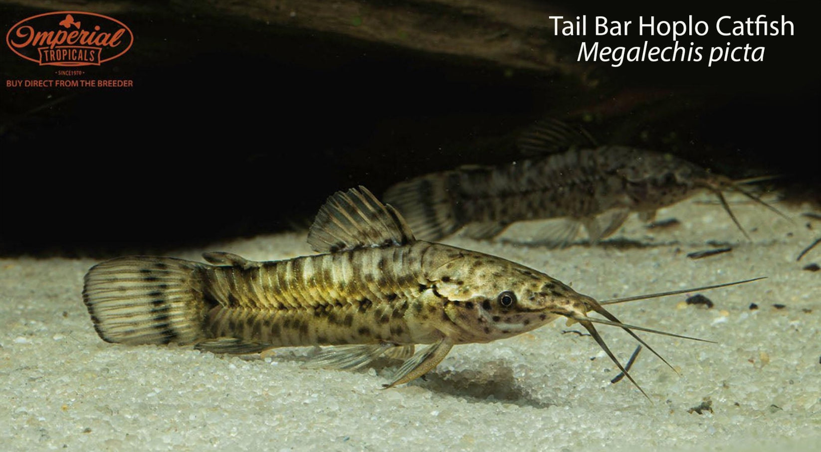 Tail Bar Hoplo Catfish – Imperial Tropicals