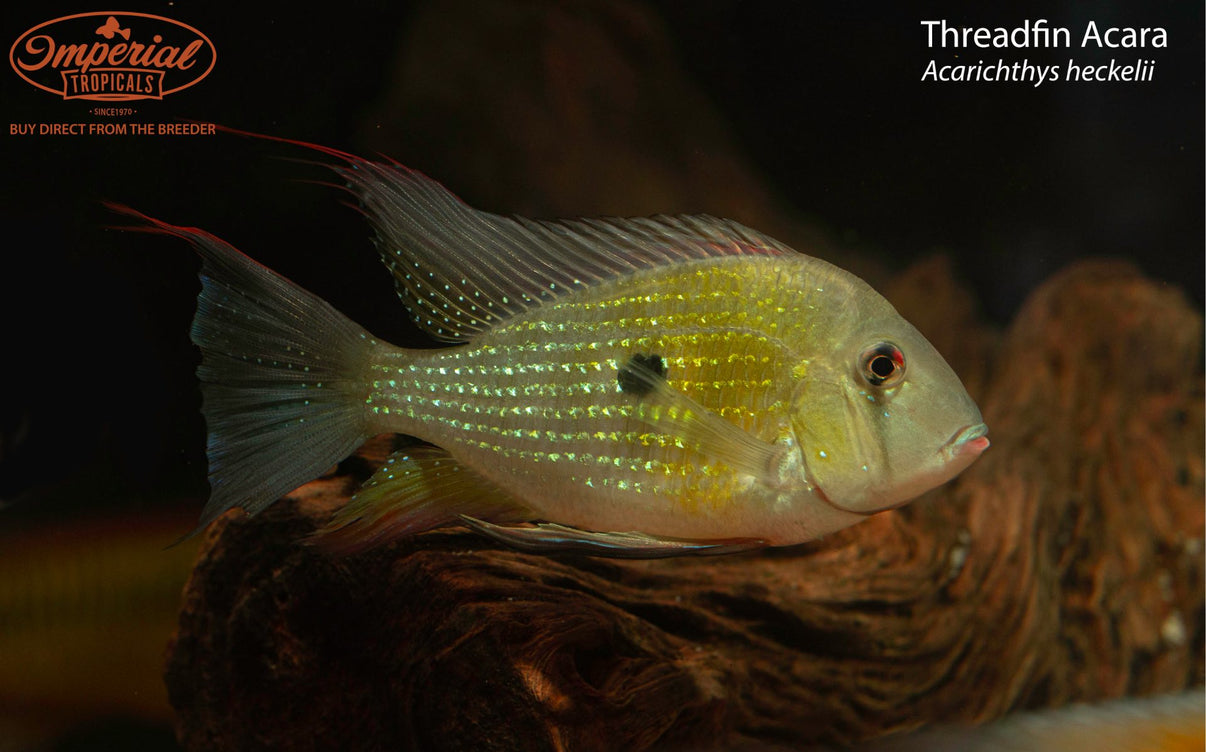 Threadfin Acara (Acarichthys heckelii) - shop Imperial Tropicals