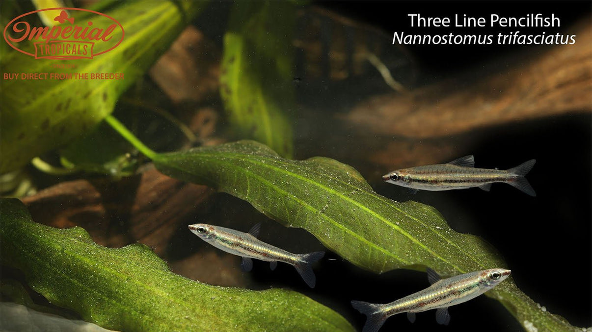 Three Line Pencilfish (Nannostomus trifasciatus) - shop Imperial Tropicals
