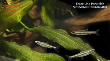 Tetras and Other Characins – Page 2 – Imperial Tropicals