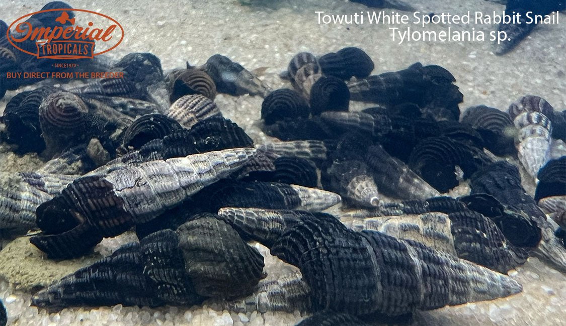 Towuti White Spotted Rabbit Snail – Imperial Tropicals