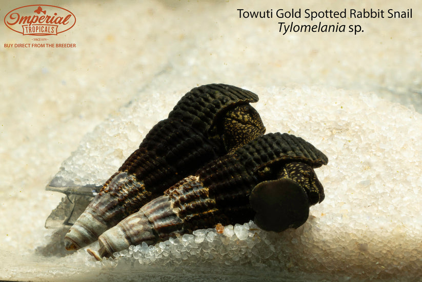 Towuti Gold Spotted Rabbit Snail – Imperial Tropicals