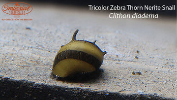 Snails – Imperial Tropicals