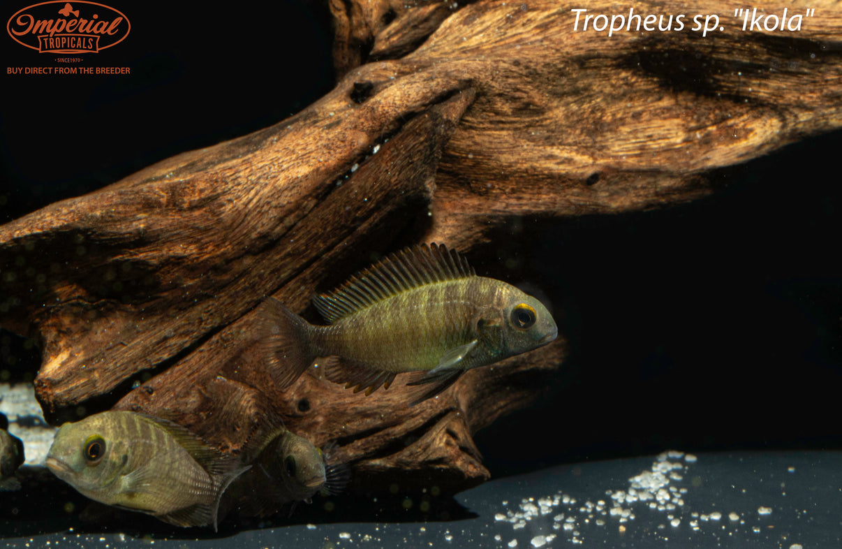 Tropheus sp. "Ikola" - shop Imperial Tropicals