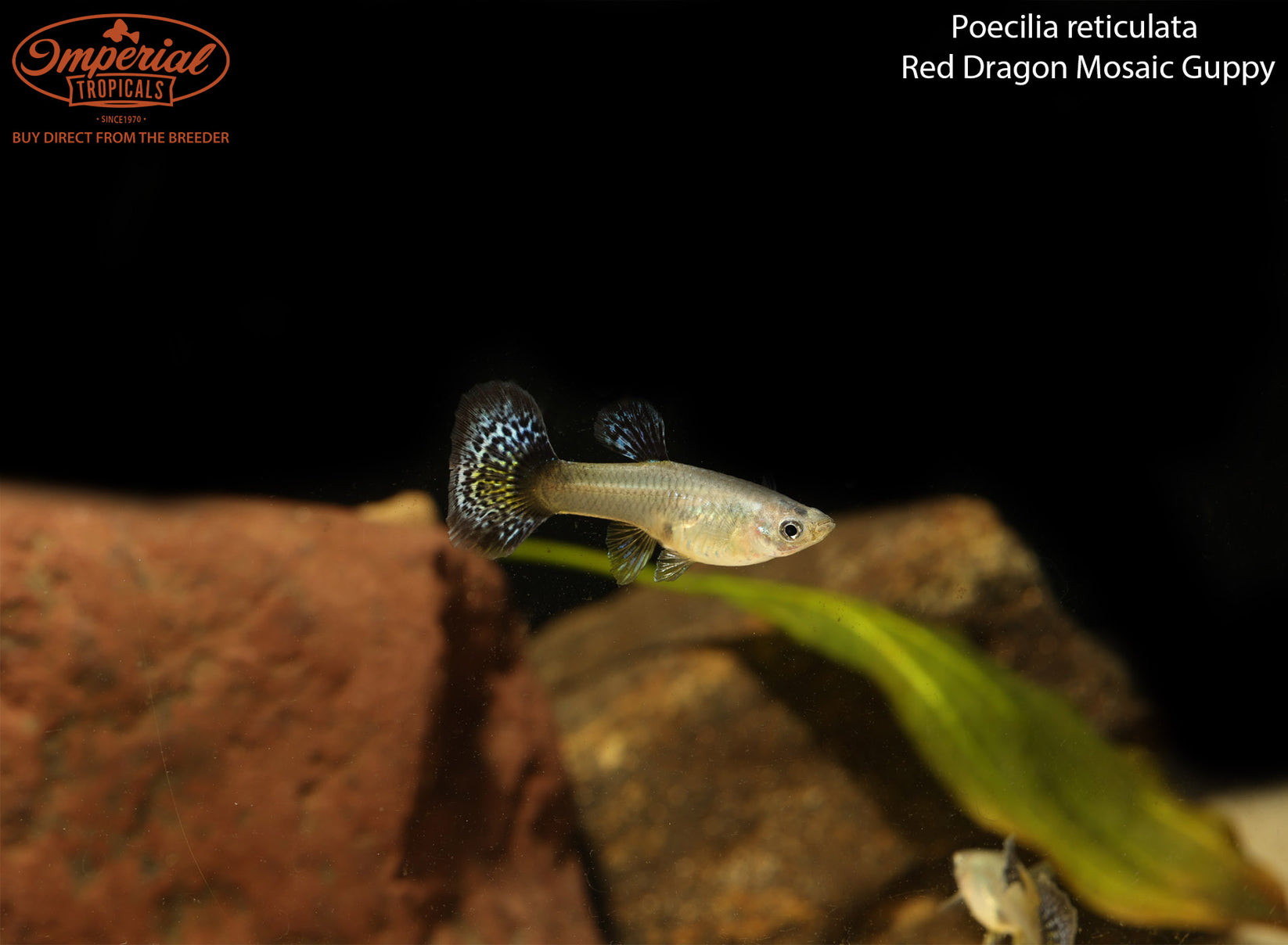 Red Dragon Mosaic Guppy – Imperial Tropicals
