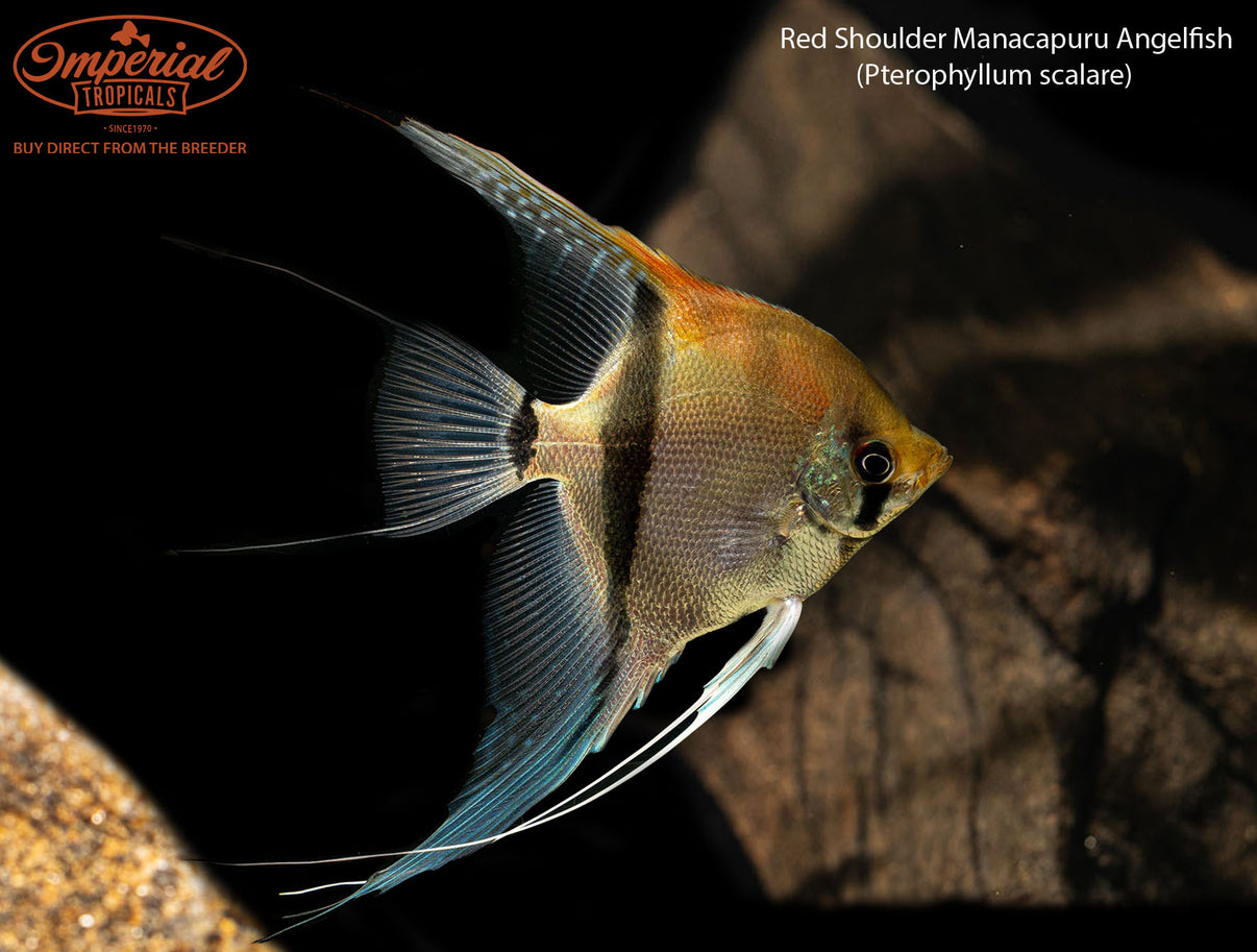 Red Shoulder Manacapuru Angelfish – Imperial Tropicals