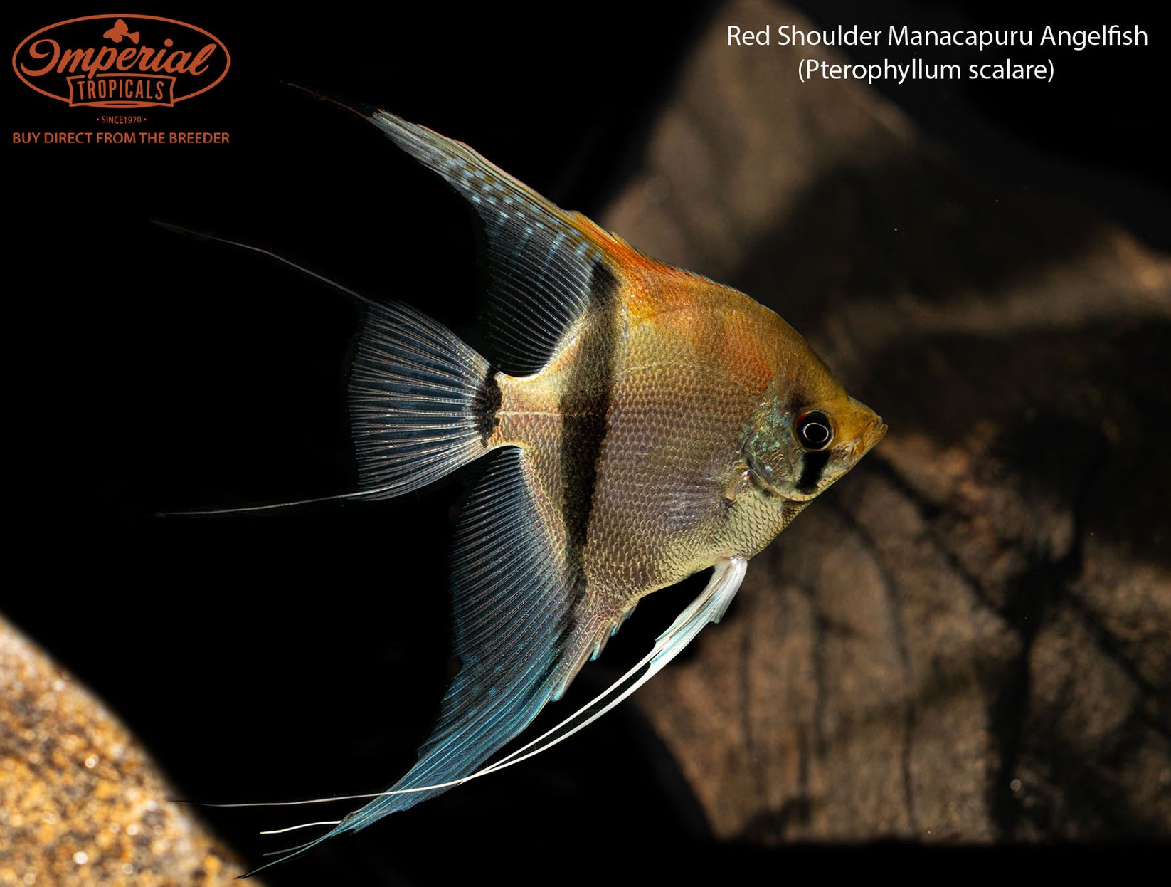 Red Shoulder Manacapuru Angelfish – Imperial Tropicals