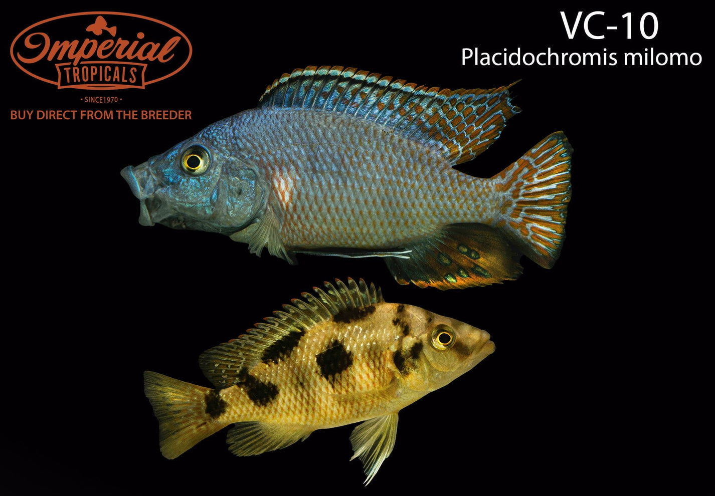 VC-10 (Placidochromis milomo) - shop Imperial Tropicals