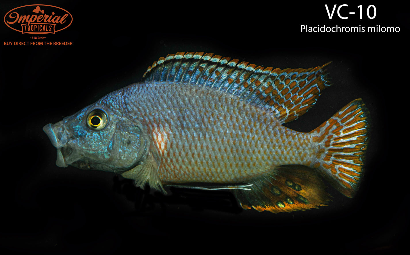 VC-10 (Placidochromis milomo) - shop Imperial Tropicals