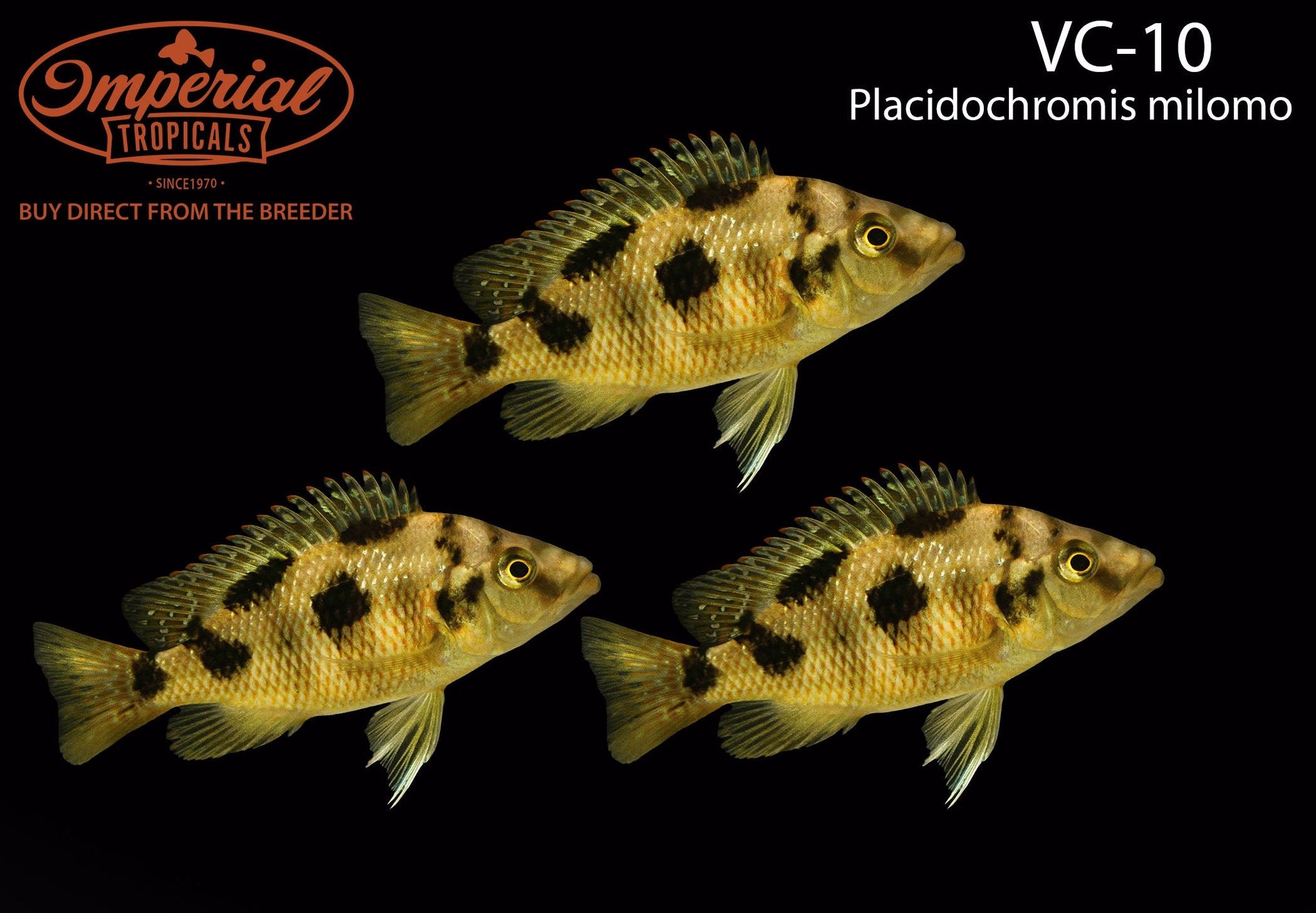 VC-10 (Placidochromis milomo) - shop Imperial Tropicals