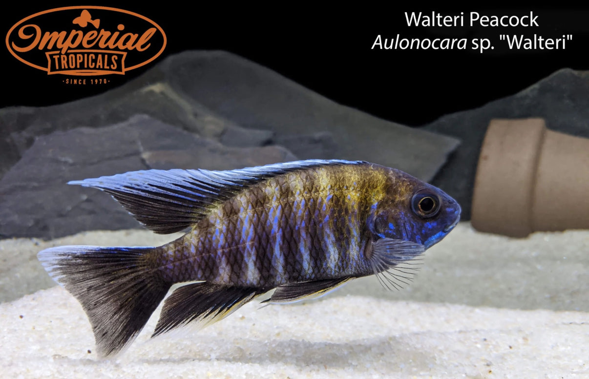 Walteri Peacock (Aulonocara sp.) - shop Imperial Tropicals