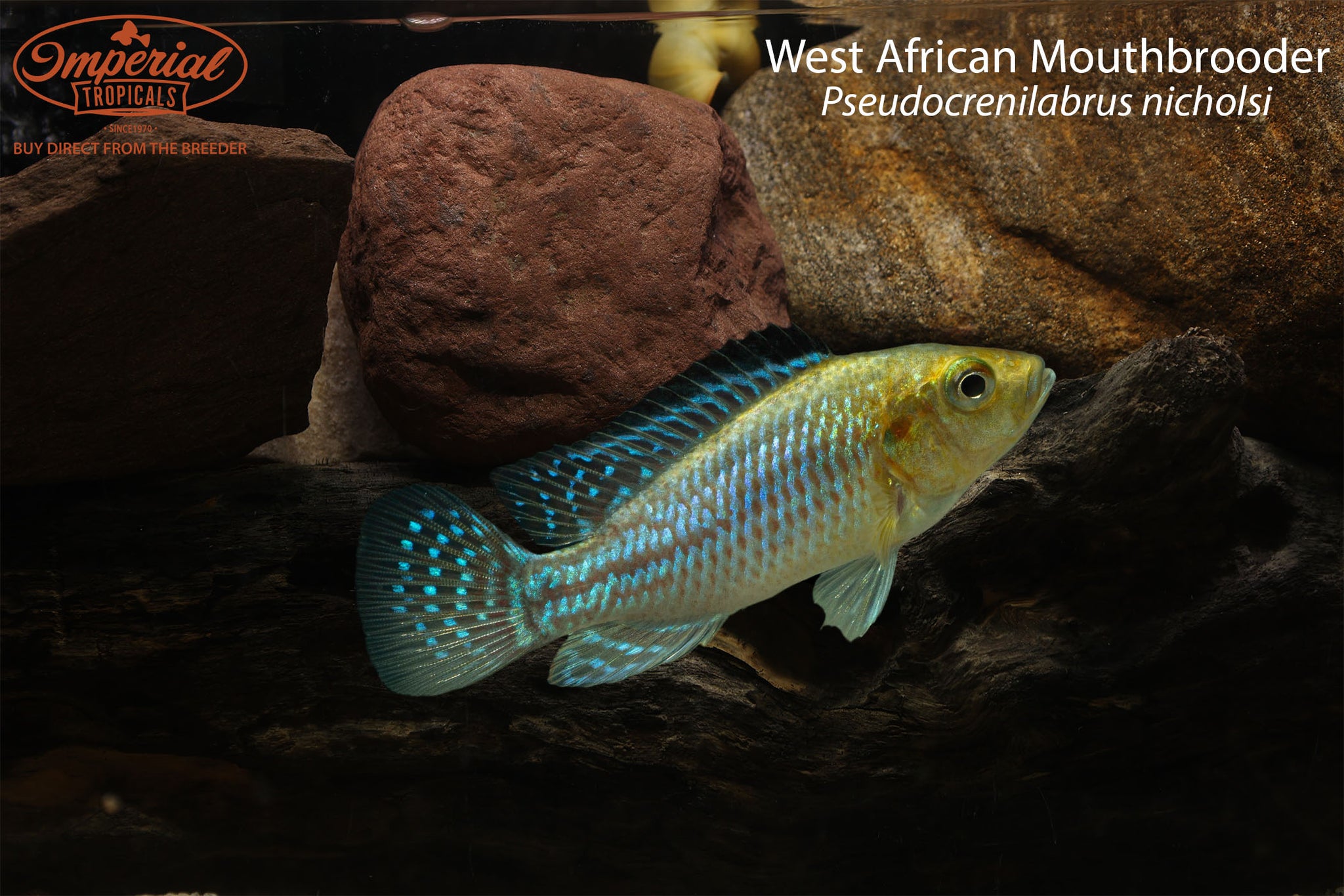 West African Mouthbrooder (Pseudocrenilabrus nicholsi) - shop Imperial ...