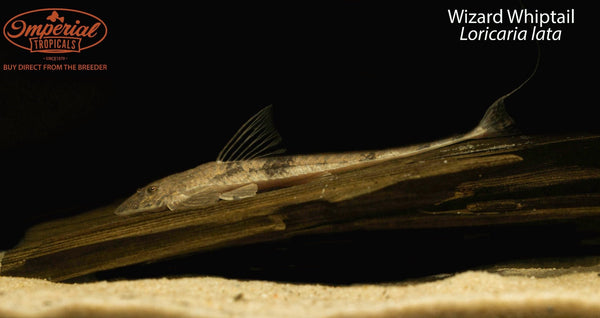 Wizard Whiptail – Imperial Tropicals