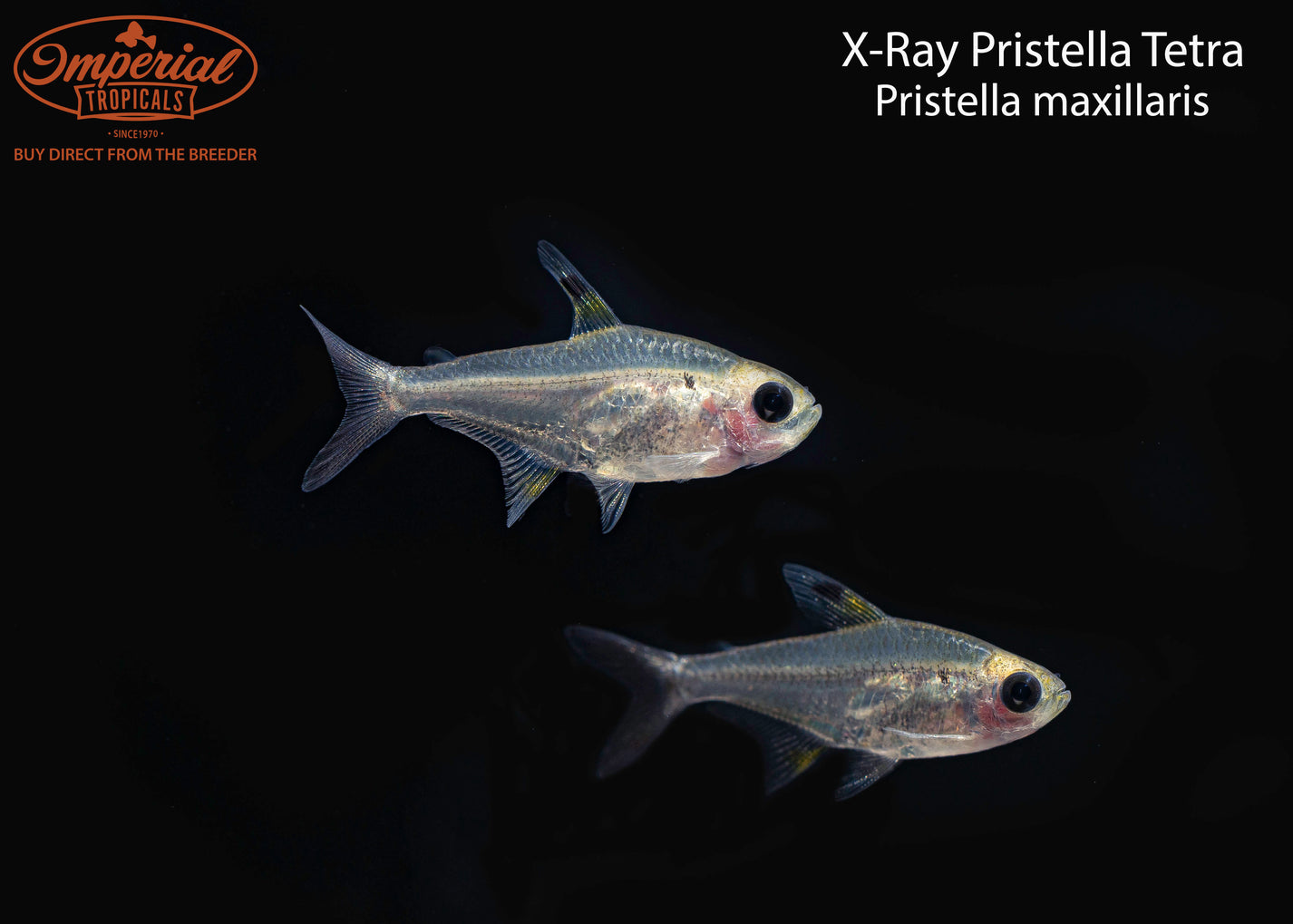 X-Ray Pristella Tetra (Pristella maxillaris) - shop Imperial Tropicals
