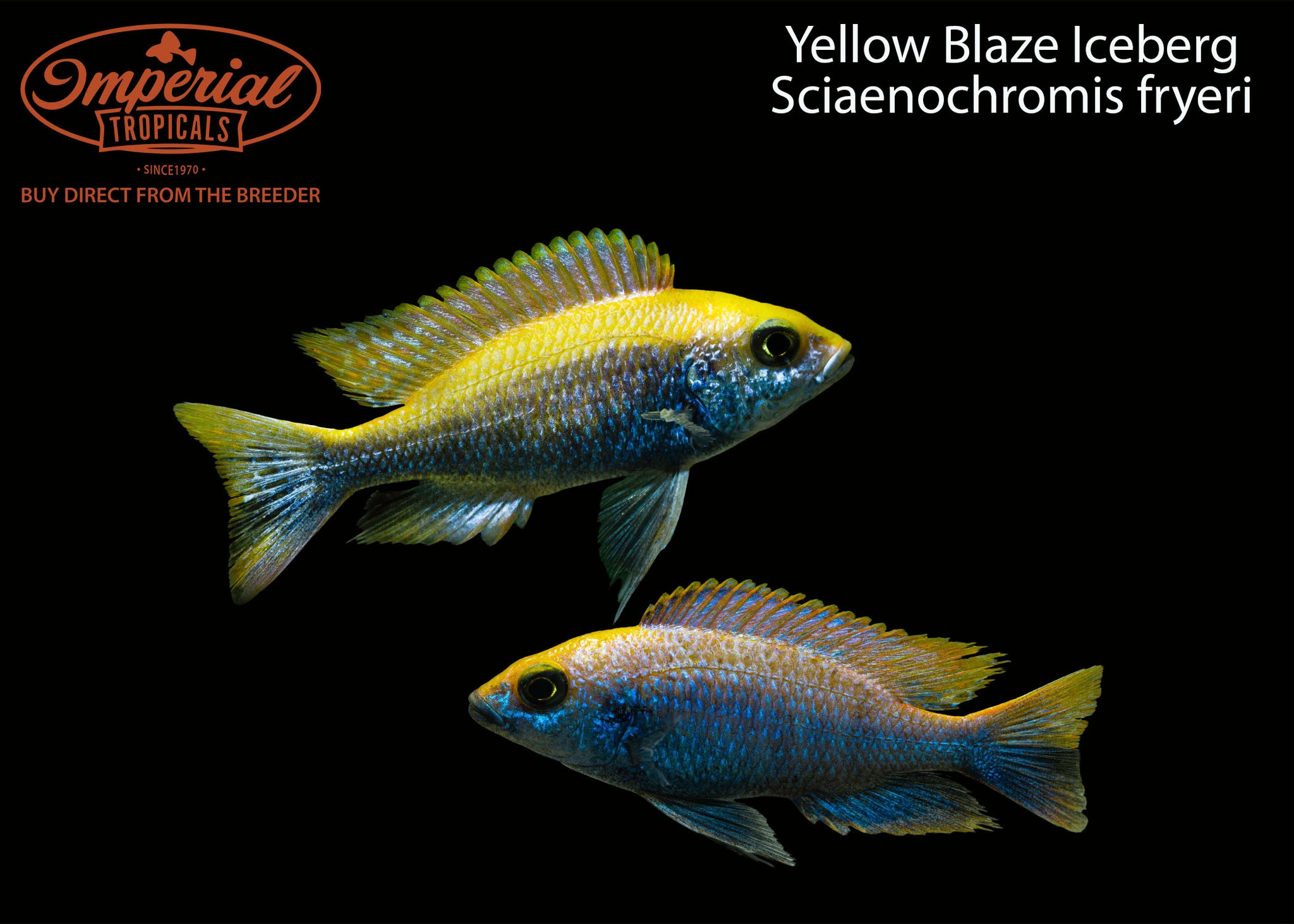 Yellow Blaze Iceberg (Sciaenochromis fryeri) - shop Imperial Tropicals