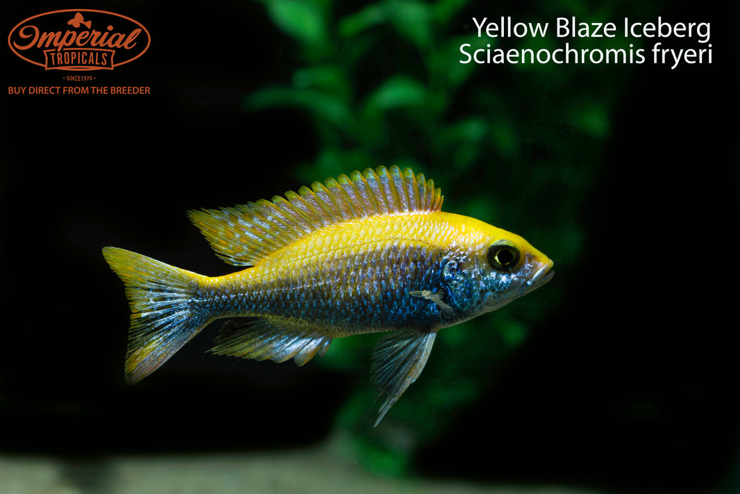 New Arrivals at Imperial Tropicals