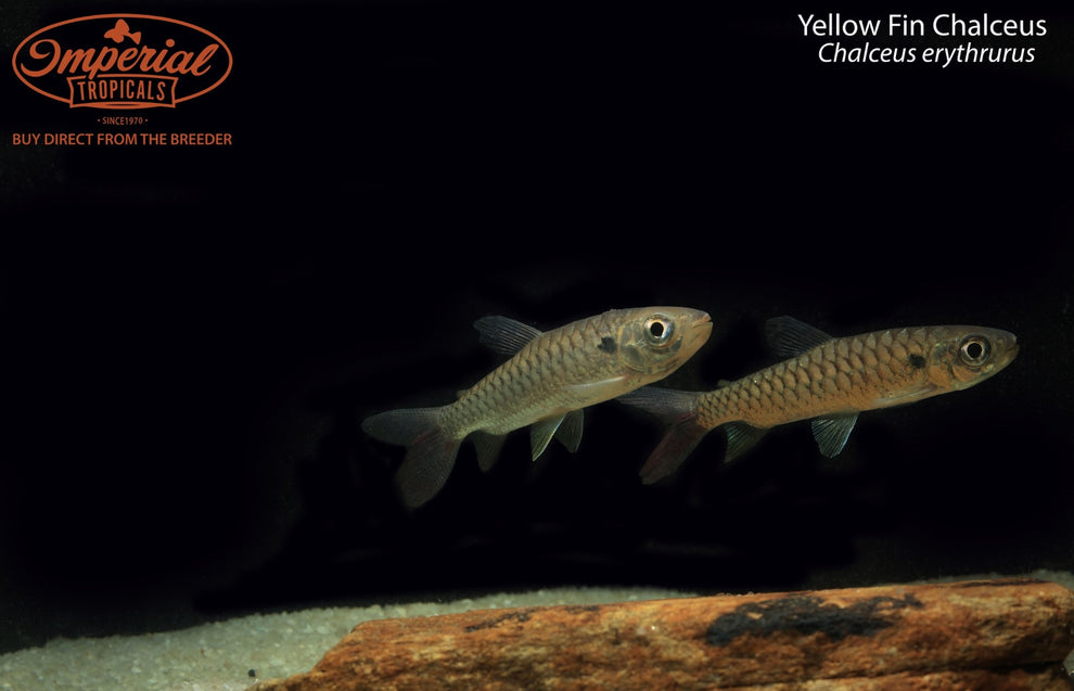 Yellow Fin Chalceus (Chalceus erythrurus) - shop Imperial Tropicals