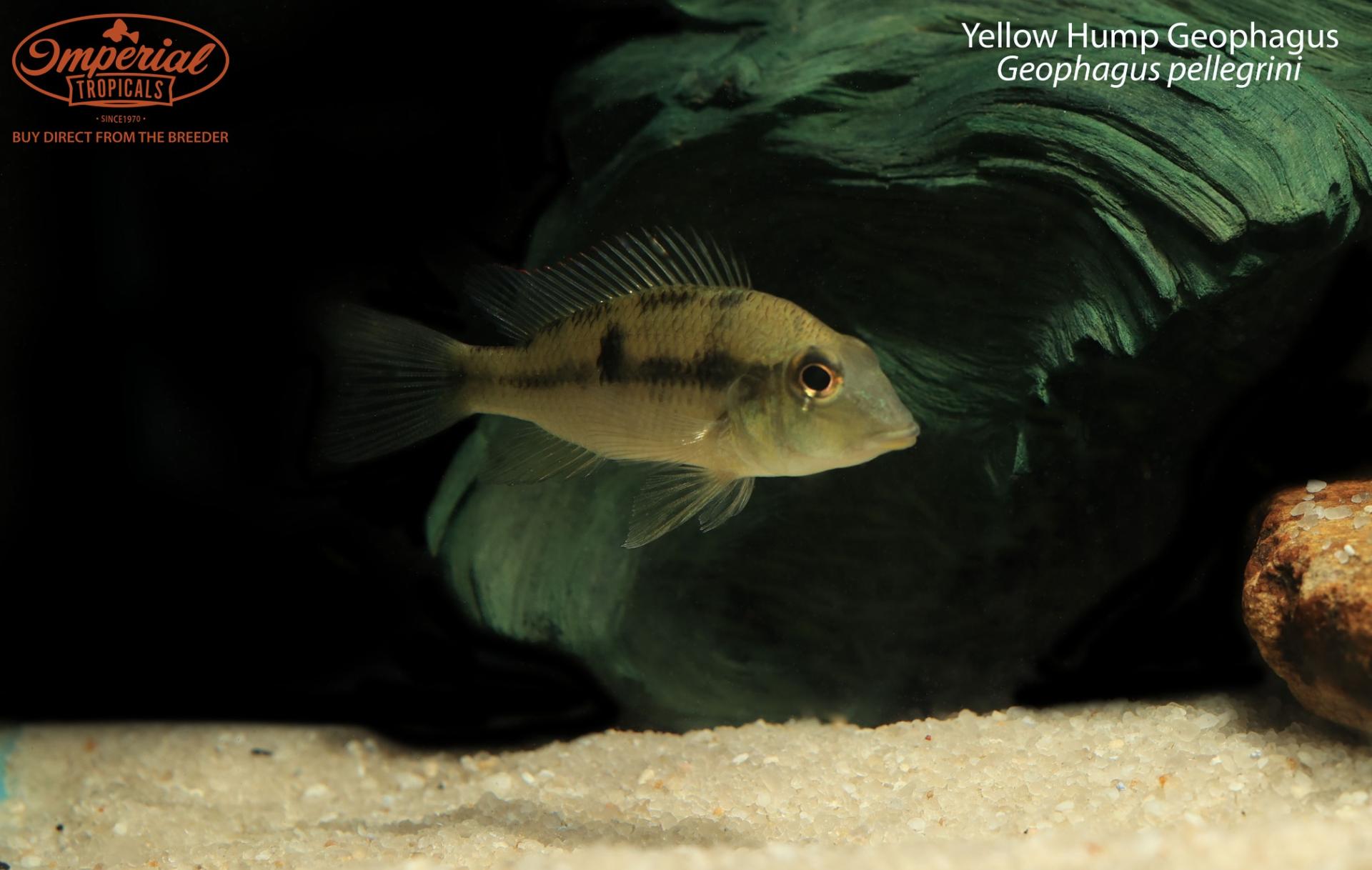 Geophagus pellegrini - shop Imperial Tropicals