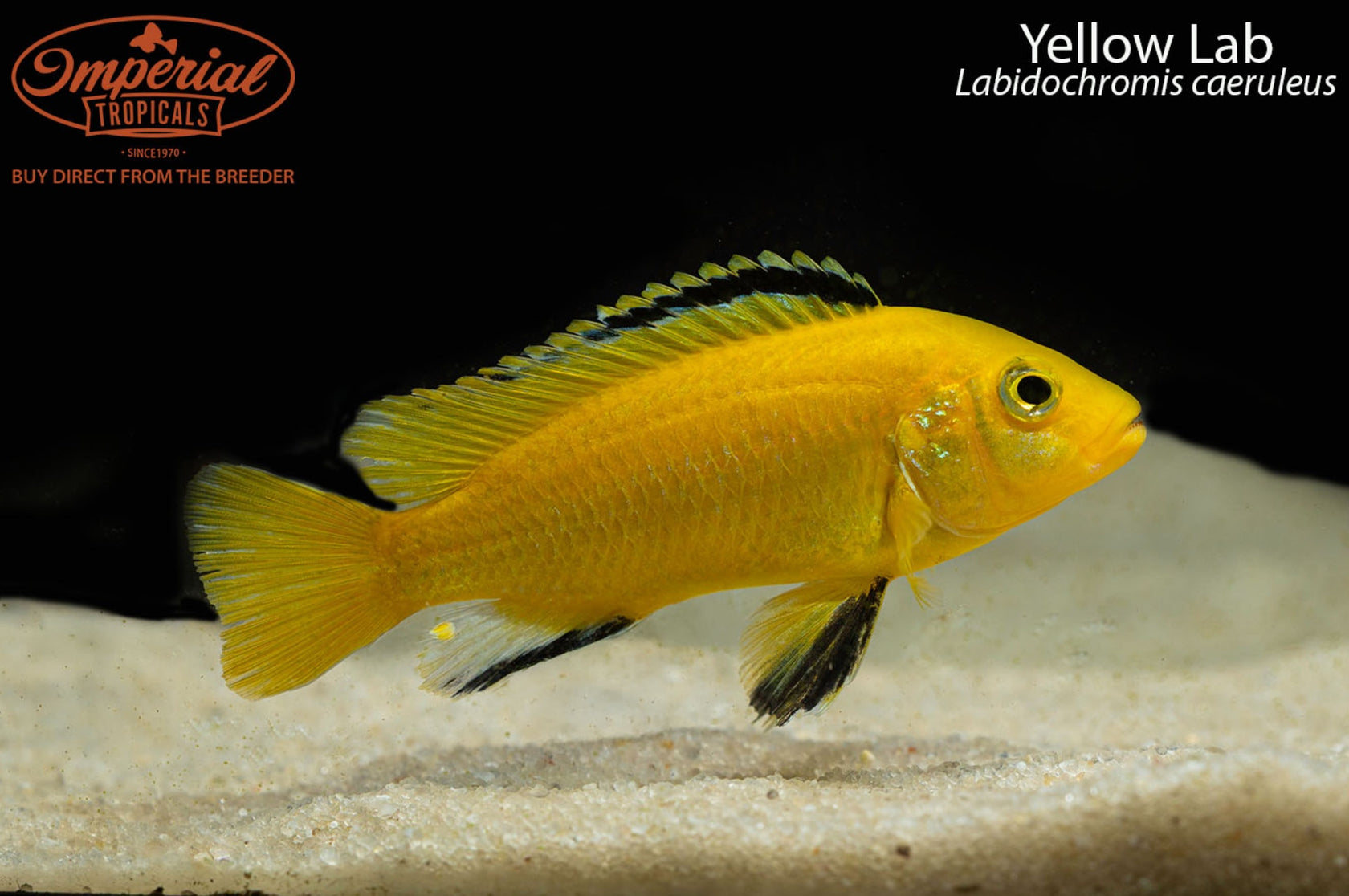 Yellow Lab (Labidochromis caeruleus) - shop Imperial Tropicals