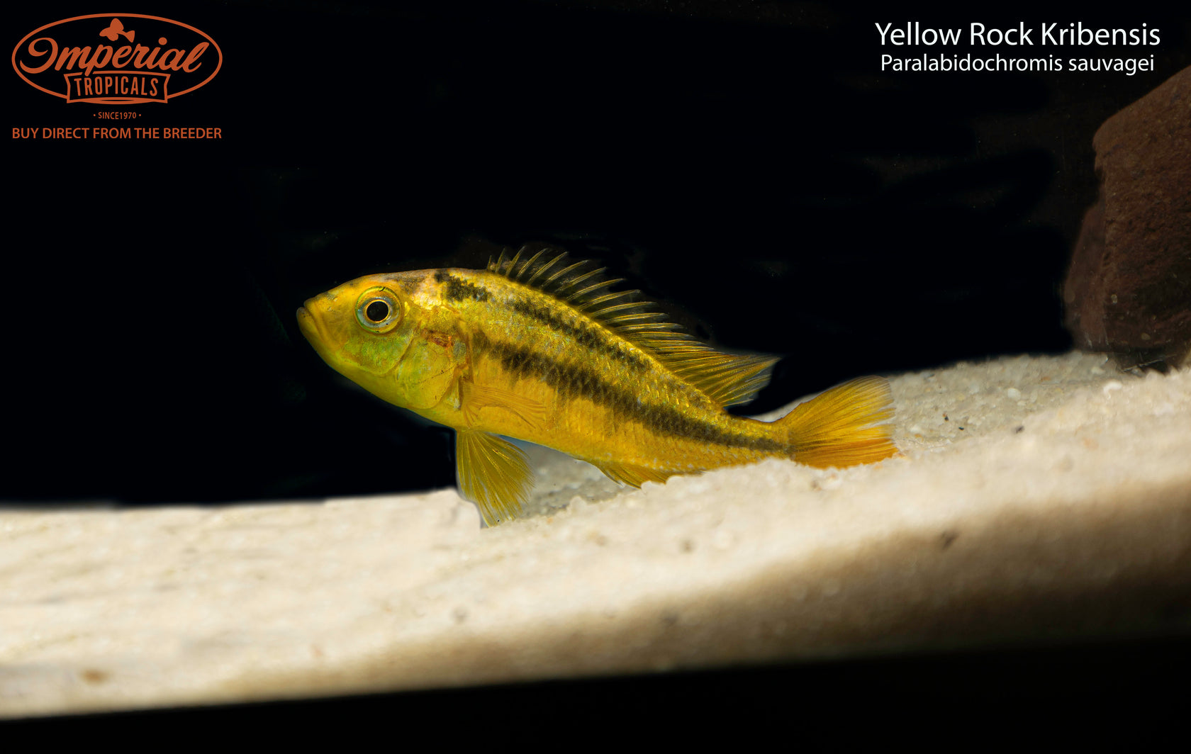 Yellow Rock Kribensis (Paralabidochromis sauvagei) - shop Imperial ...
