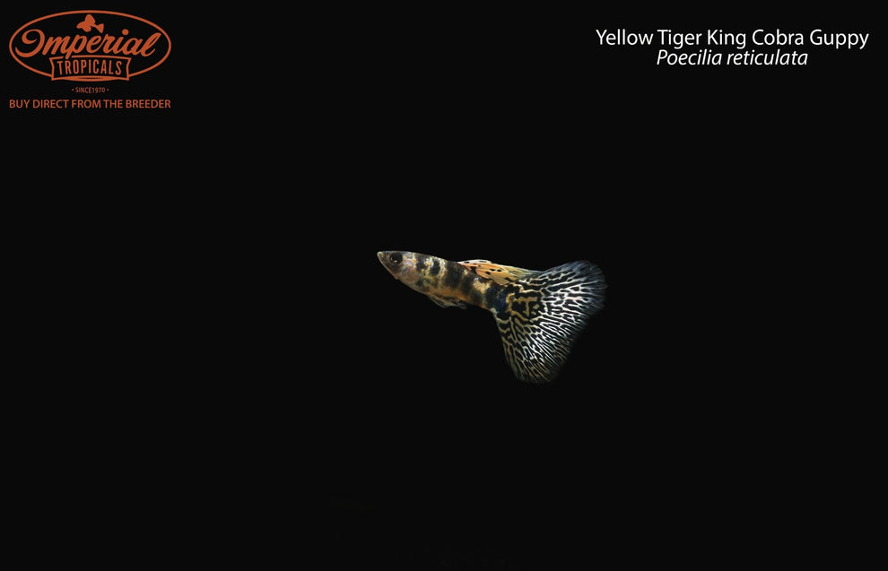 Yellow Tiger King Cobra Guppy (Poecilia reticulata) – Imperial Tropicals