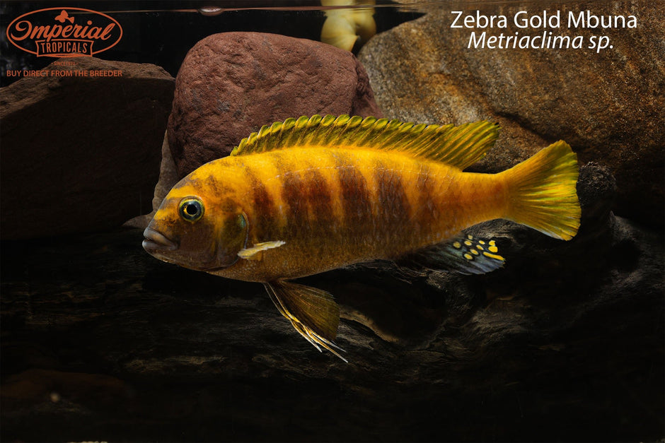 African cichlids – Page 9 – Imperial Tropicals