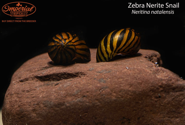 Snails – Imperial Tropicals