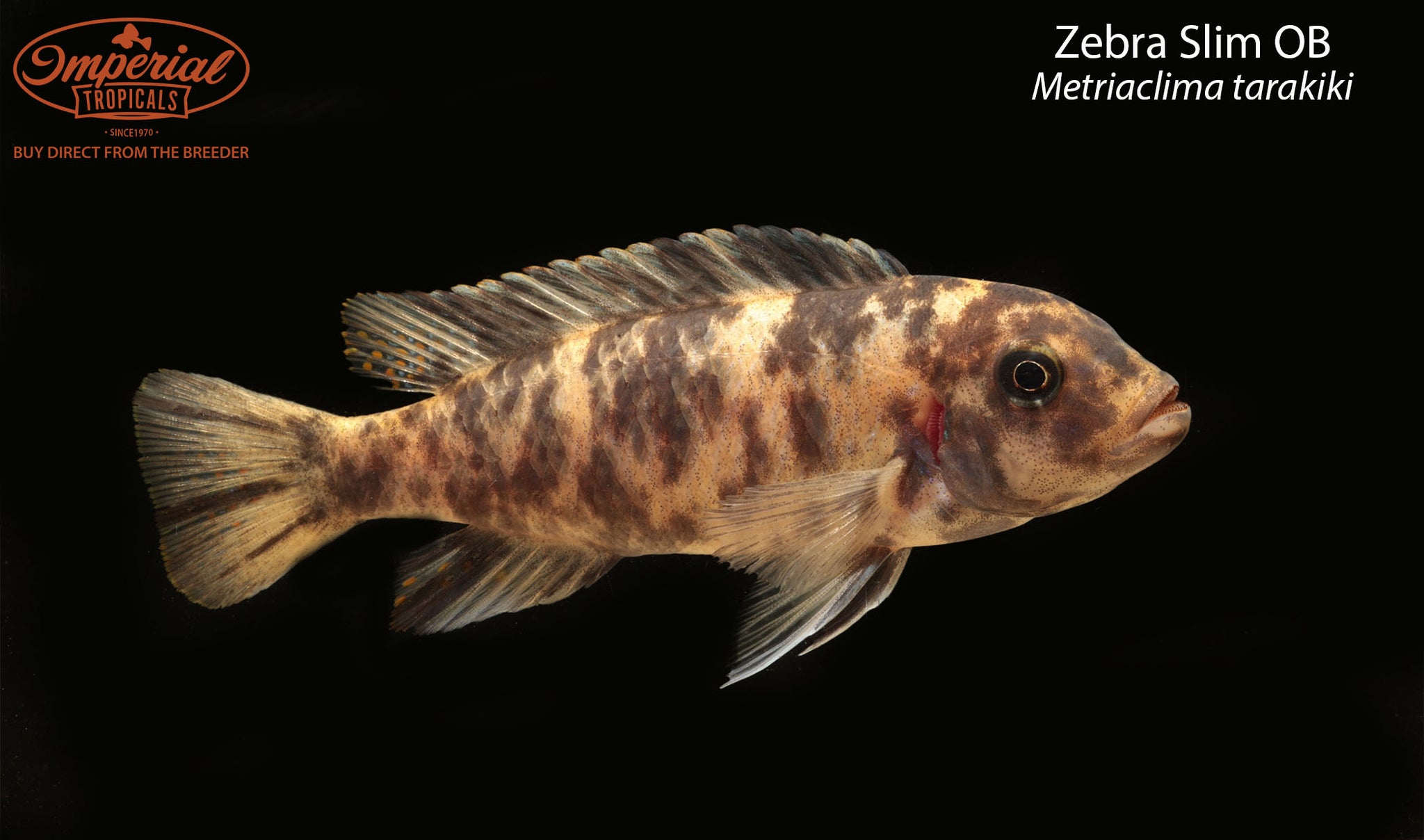 Zebra Slim OB (Metriaclima tarakiki) (Metriaclima tarakiki) - shop ...