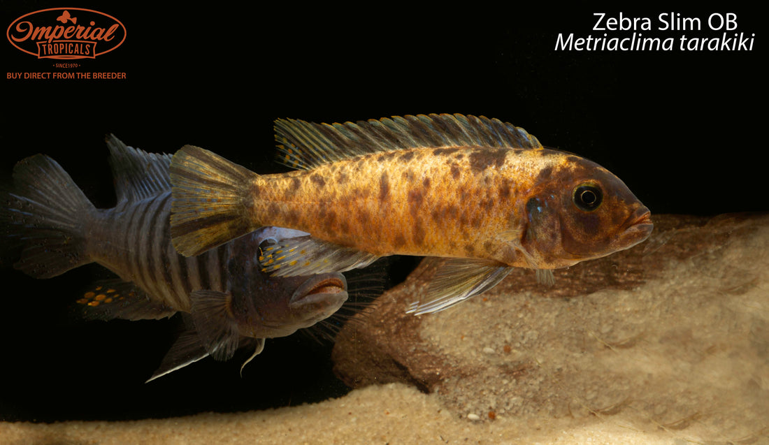 Zebra Slim OB (Metriaclima tarakiki) (Metriaclima tarakiki) - shop ...
