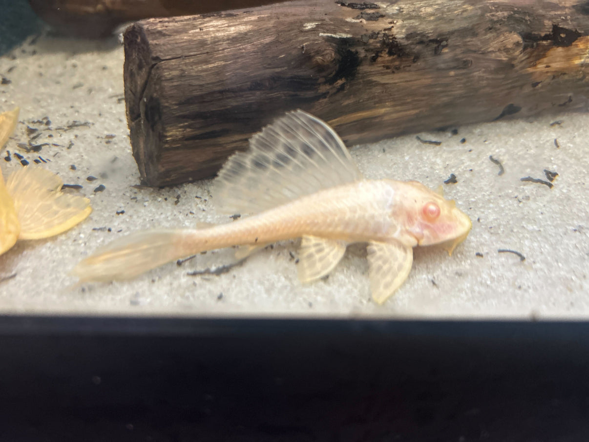 Albino Sailfin Pleco (Pterygoplichthys gibbiceps) – Imperial Tropicals