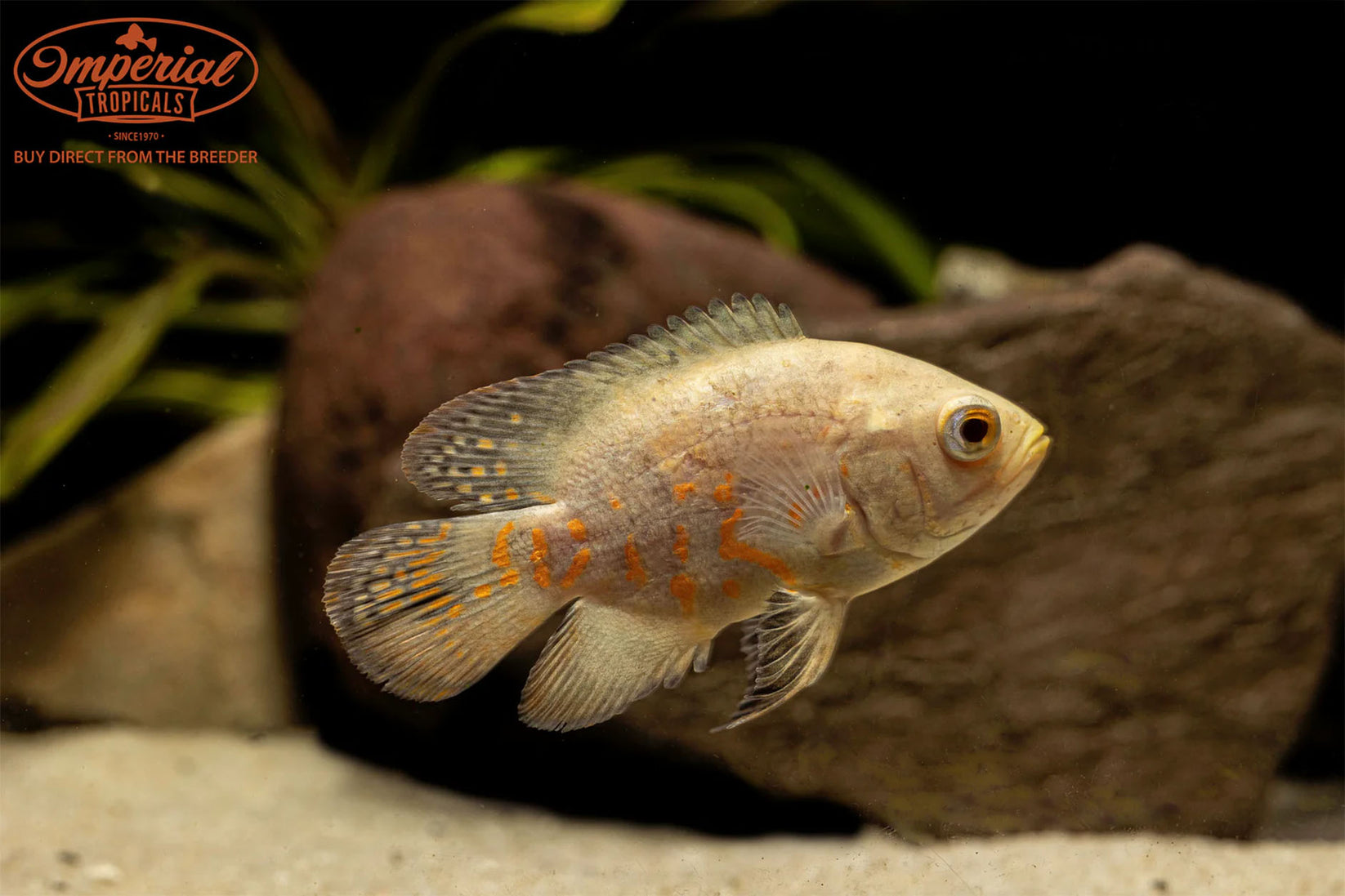 Assorted Oscar – Imperial Tropicals