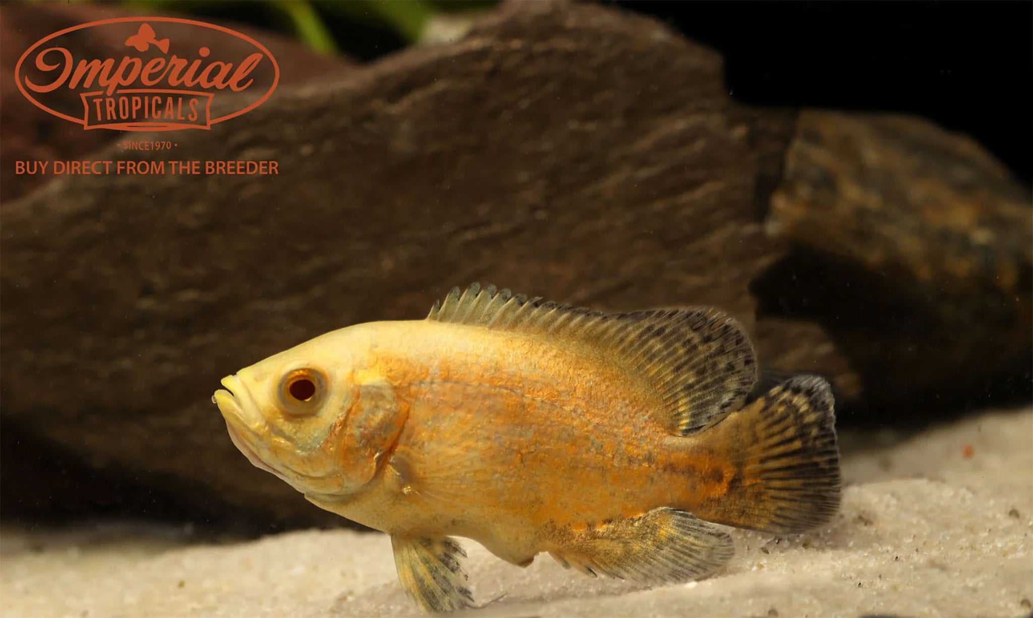 Assorted Oscar – Imperial Tropicals