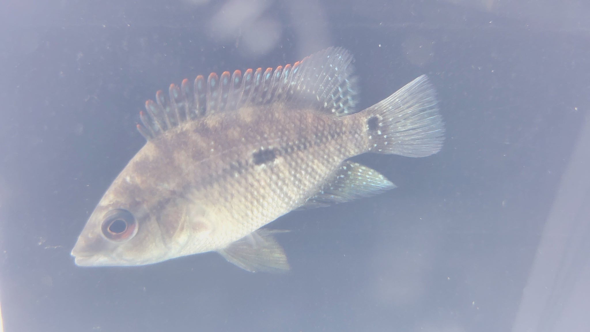 Umbee Cichlid (Kronoheros umbriferus) - shop Imperial Tropicals